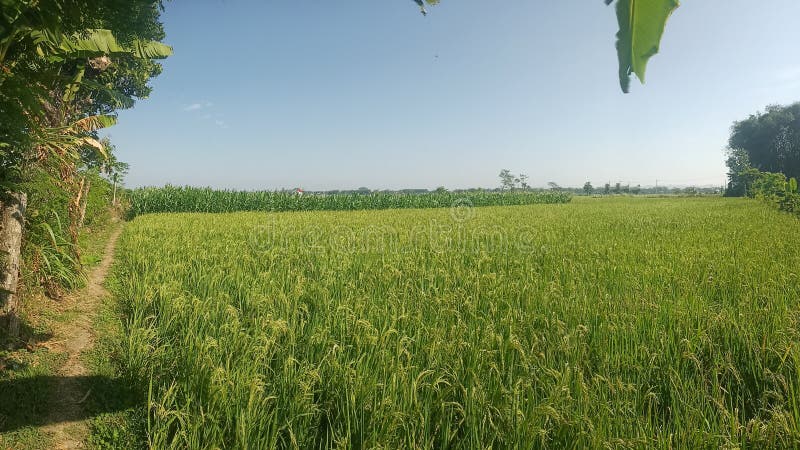 The Rice in My Village Has Started To Turn Yellow Stock Photo - Image ...