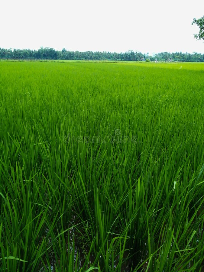 Rice, Natural, Environment, Farmland, Green Stock Image - Image of ...