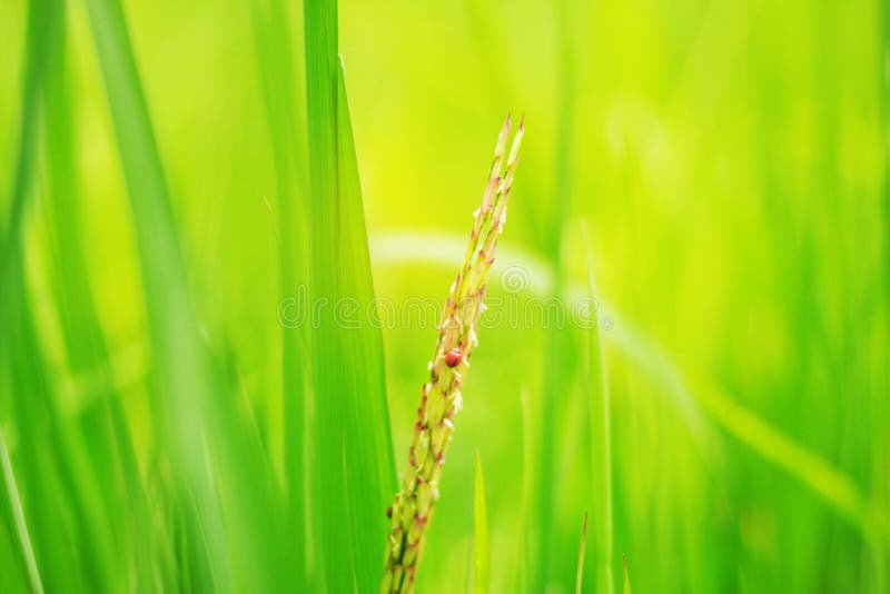 Rice of nature stock image. Image of blurred, asian - 193779047