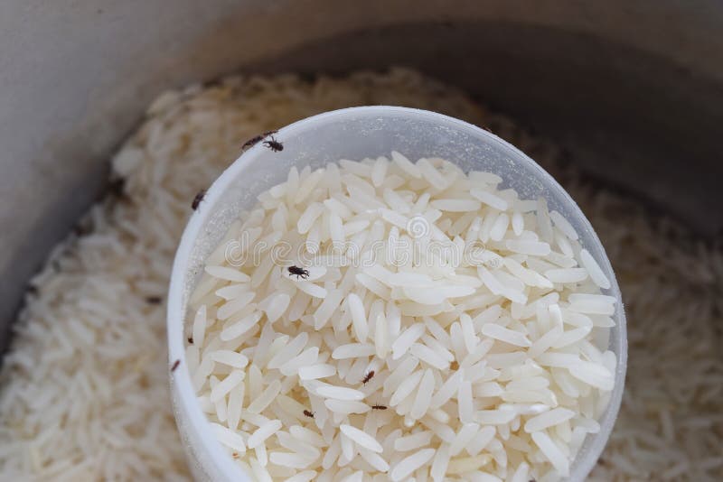 Rice Organic for Storage until the Insects. Stock Image - Image of ...