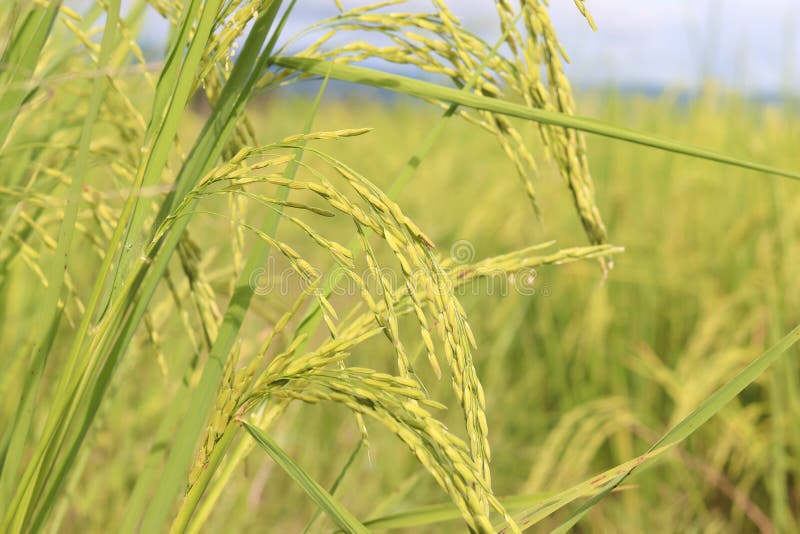 Rice, (Oryza Sativa), Edible Starchy Cereal Grain and the Grass Plant ...