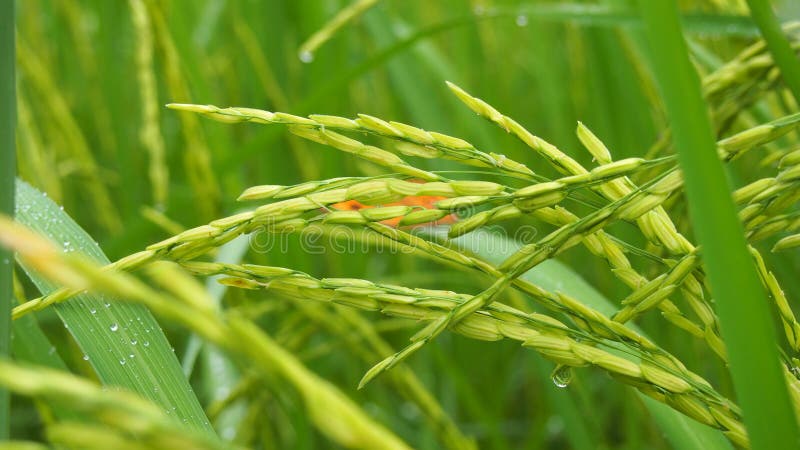 Rice out of the trunk stock image. Image of rice, trunk - 280312635