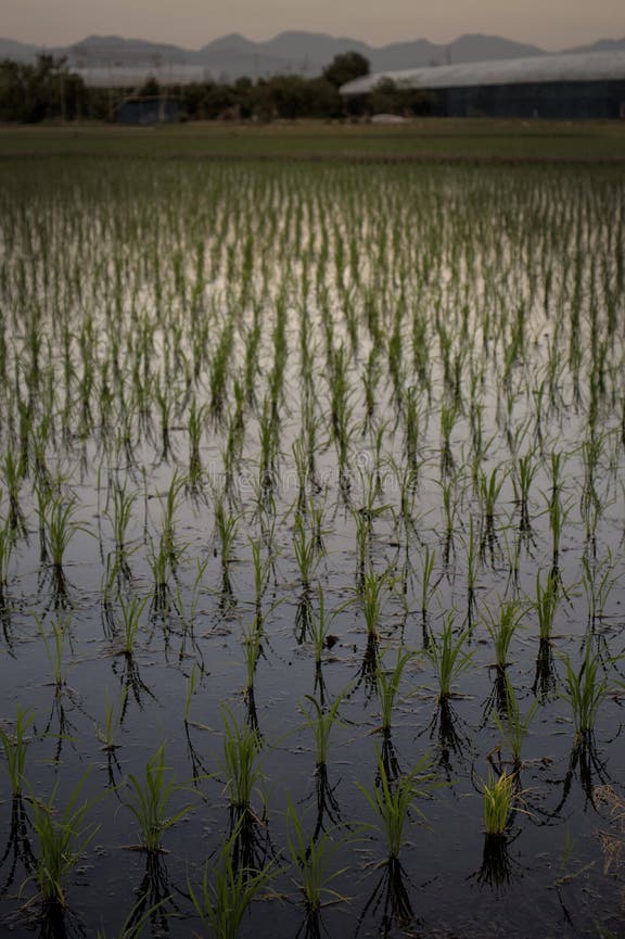 A rice paddie in Japan stock photo. Image of paddie - 185872626