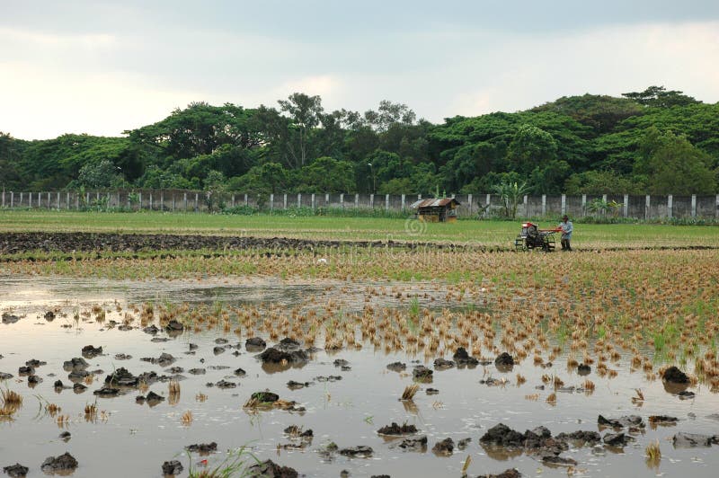 Rice paddies stock photo. Image of grow, irrigate, indonesia - 11094632