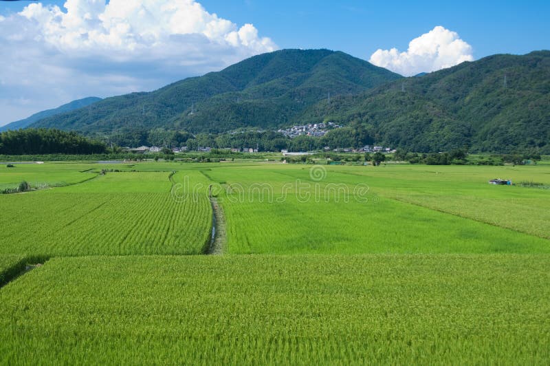 Rice Paddies in Japan stock photo. Image of leaf, sunshine - 9827304