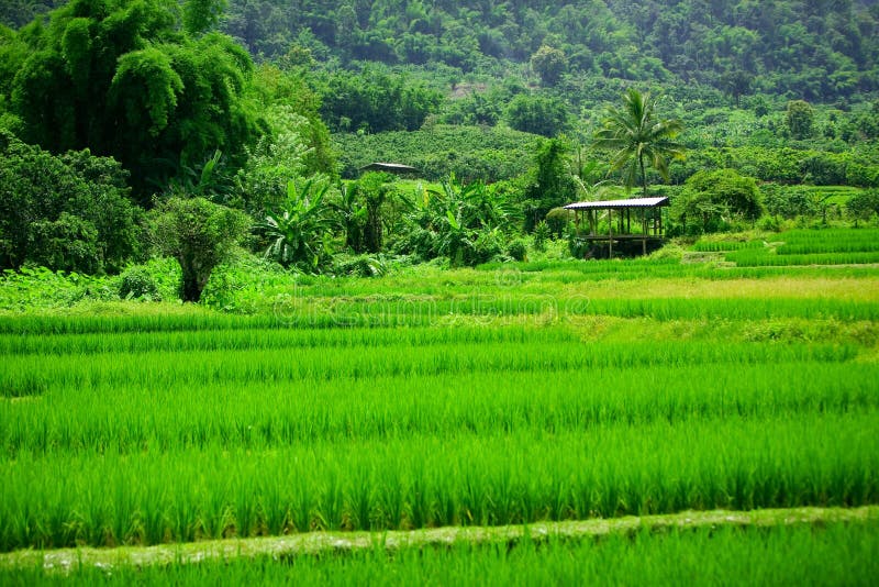 Rice paddies stock photo. Image of hills, plant, plain - 3275916