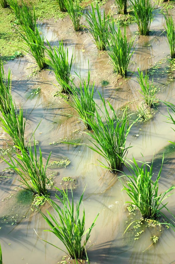 Rice Paddies stock image. Image of nature, farm, farming - 7258581