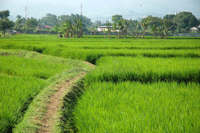 Rice Paddies stock image. Image of nature, farm, farming - 7258581