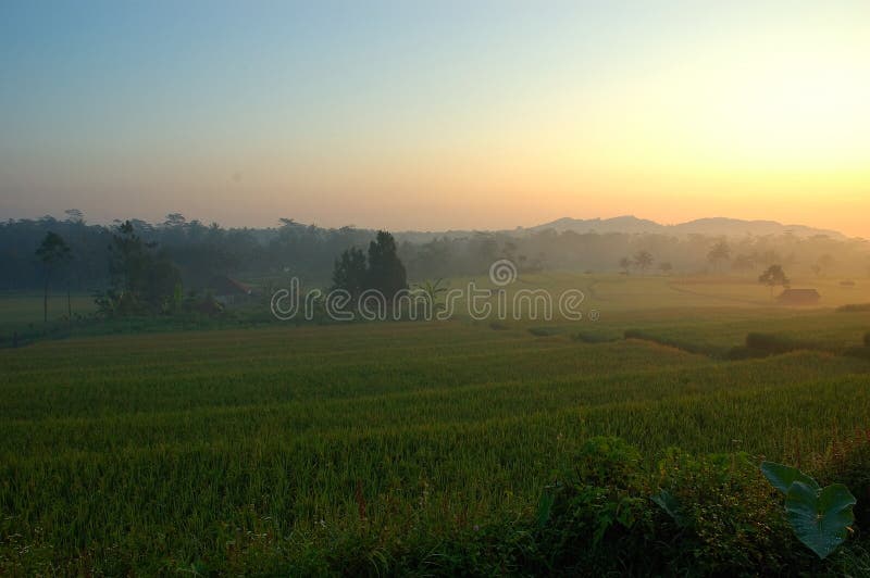 Rice Paddies stock image. Image of shack, jungle, green - 7416295