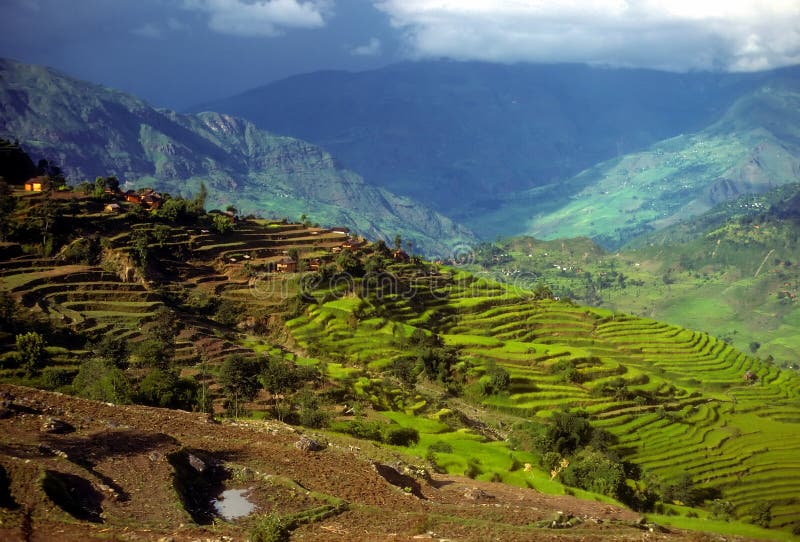 Rice Paddies As Layers of Terraced Fields Stock Photo - Image of nepal ...