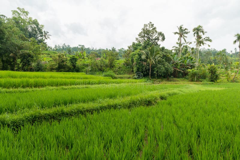 Rice paddies stock photo. Image of asia, bali, natural - 35437516