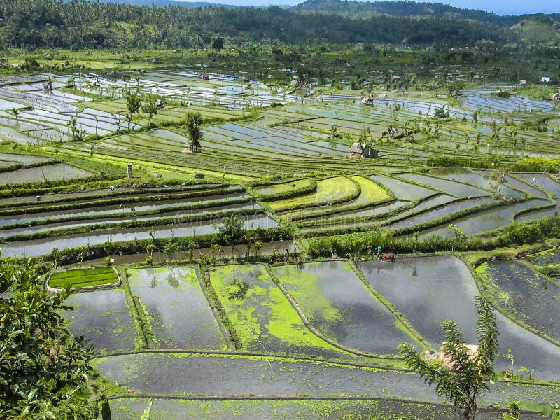 Rice Paddies in Bali Indonesia Stock Image - Image of paddy, terrace ...