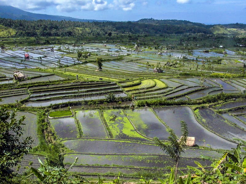 Rice Paddies in Bali Indonesia Stock Photo - Image of farm, ricefield ...