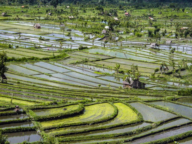Rice Paddies in Bali Indonesia Stock Photo - Image of nature ...