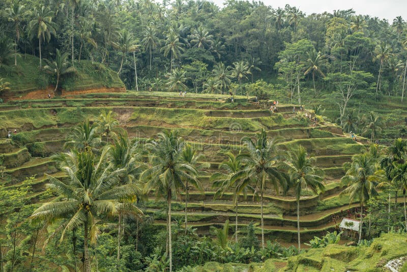 Rice paddies in Bali stock image. Image of forest, paddies - 70630753