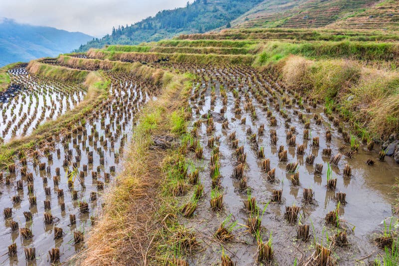 Rice Plantation China Stock Photos - Download 7,791 Royalty Free Photos