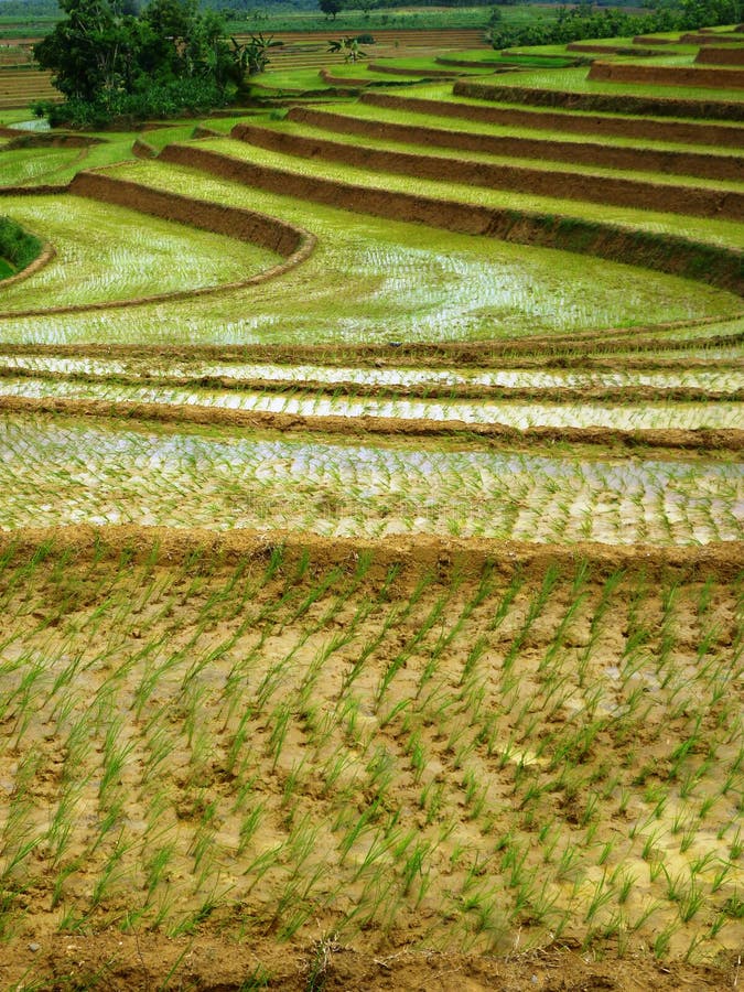 Rice paddies stock photo. Image of outdoors, indonesia - 37282846