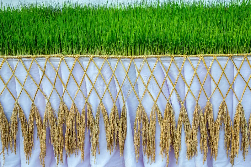 Rice paddies. stock photo. Image of forest, green, lake - 274169282