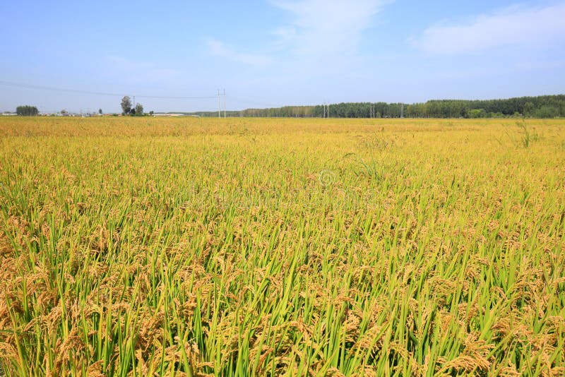 Paddies seed stock photo. Image of field, shack, paddy - 13180120