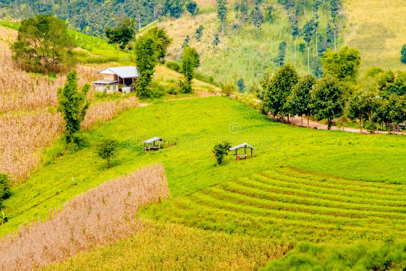Rice paddies on high 22 stock photo. Image of thailand - 102777396