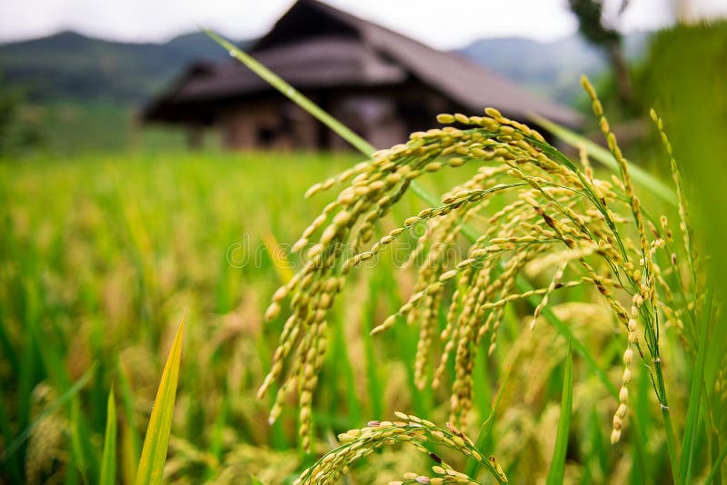 Rice paddies and old house stock photo. Image of life - 52623346