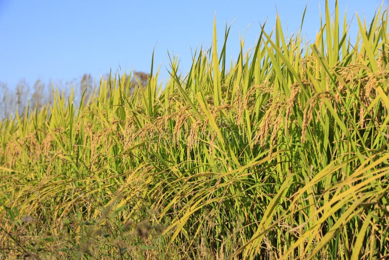 Rice paddies stock photo. Image of paddy, growing, flora - 119571244
