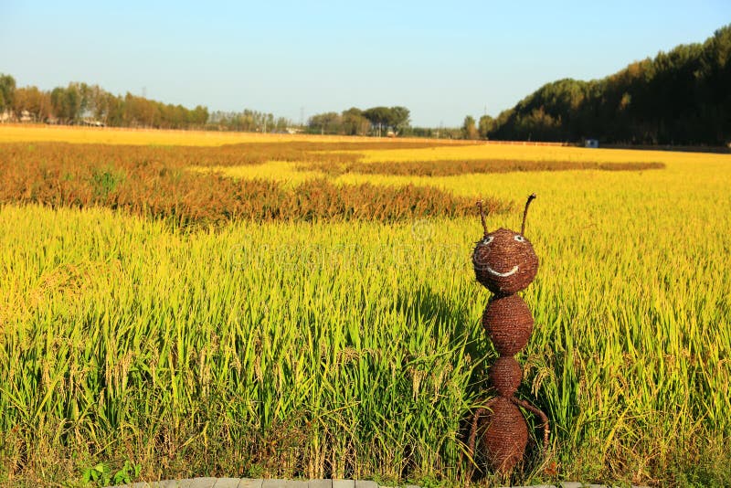 Rice paddies stock photo. Image of landscape, east, natural - 175274964
