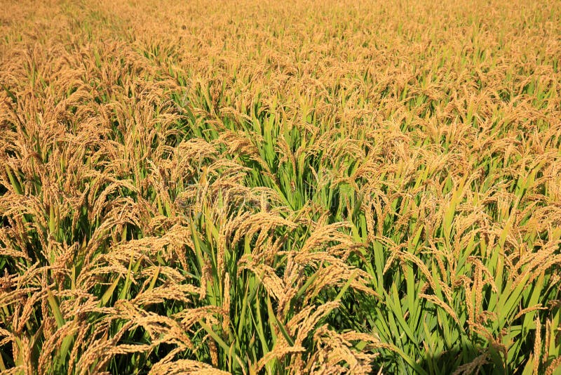 Rice paddies stock photo. Image of farm, chinese, east - 119499314