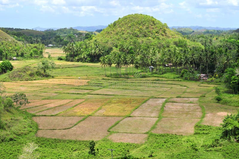 Rice Paddies in the Tropics Stock Photo - Image of field, jungle: 16736574