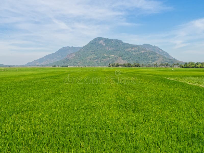 Rice paddock - an Dinh stock photo. Image of farming - 168503170