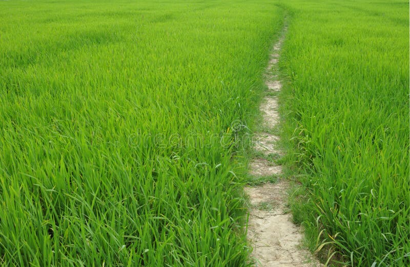 Rice paddy stock image. Image of farmland, grass, parcel - 11647851