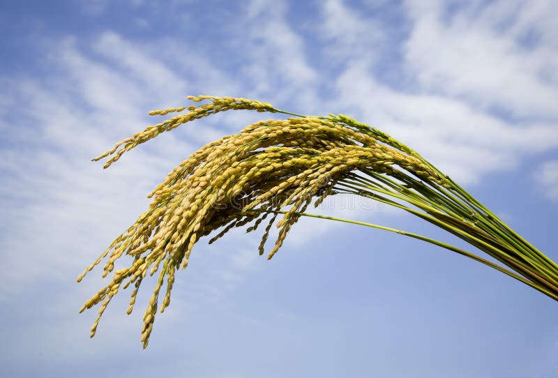 Rice stock photo. Image of food, kernel, fertile, nutrition - 10770262