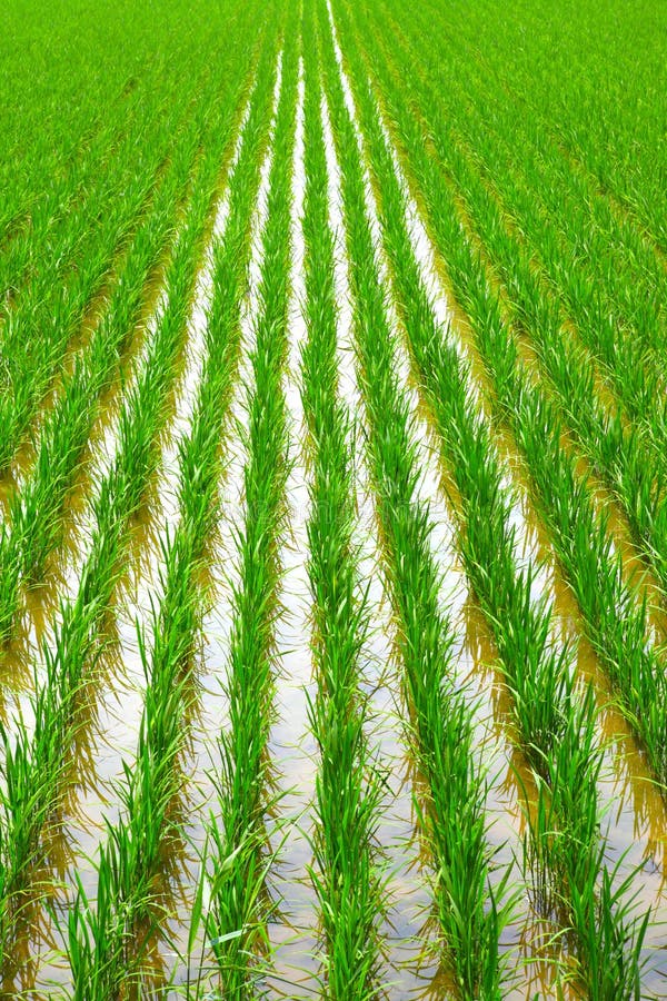Rice Paddy stock image. Image of north, china, paddy - 15603731