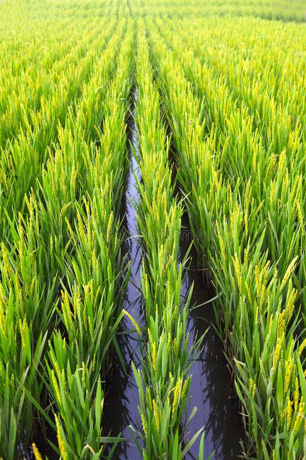 Rice Paddy stock photo. Image of green, china, plant - 15858930