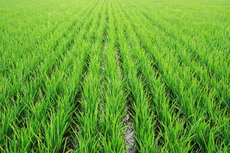 Terrace Rice Paddy Field stock image. Image of cultivated - 5196269