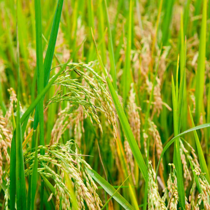330+ Rice paddy leaf Free Stock Photos - StockFreeImages