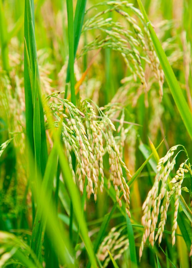 Rice paddy stock photo. Image of staple, farming, green - 19005614