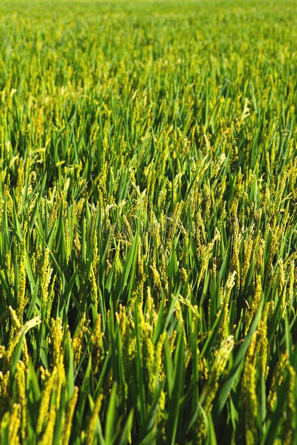 Rice Paddy stock image. Image of grass, green, macro - 21242037