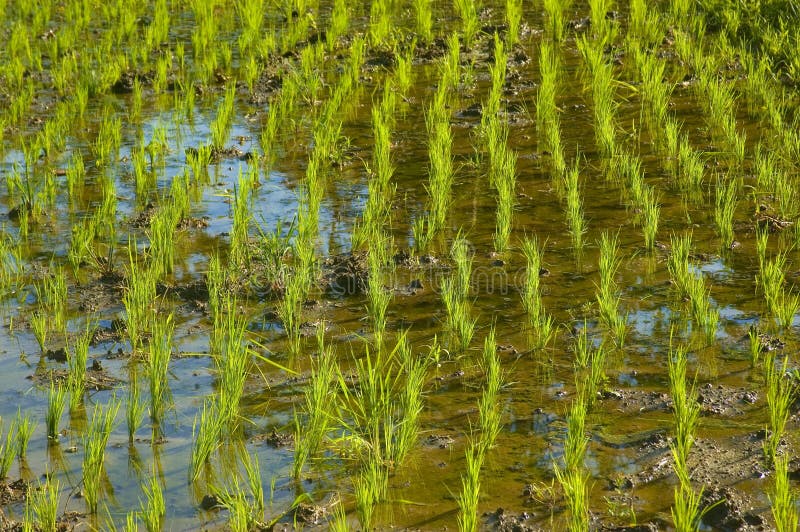 Rice Paddy stock photo. Image of agriculture, candid, planted - 2712418