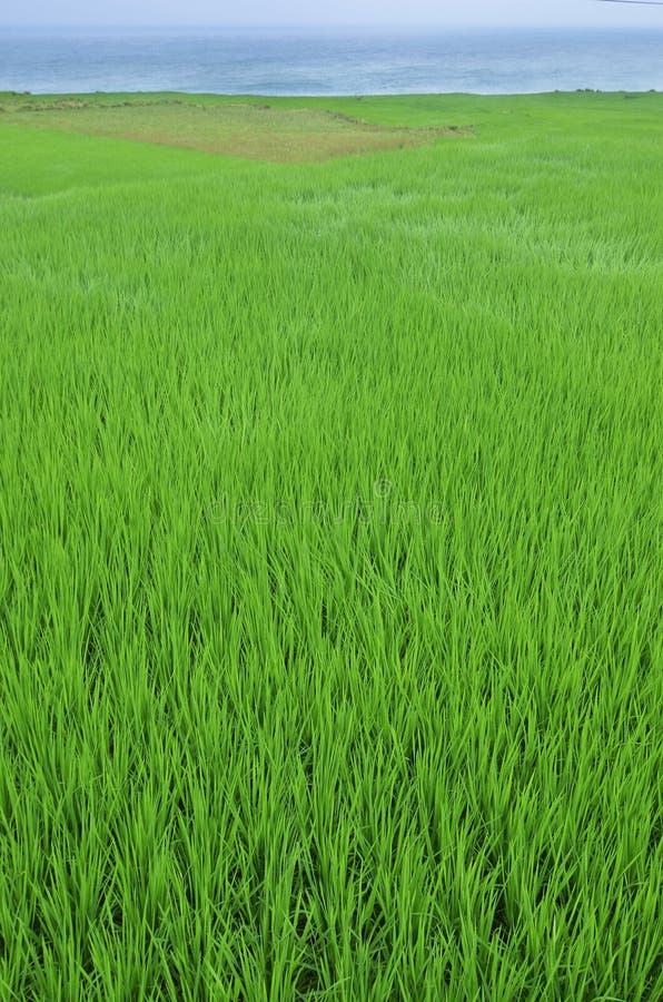 Rice paddy stock photo. Image of asian, plantation, outdoors - 27631146