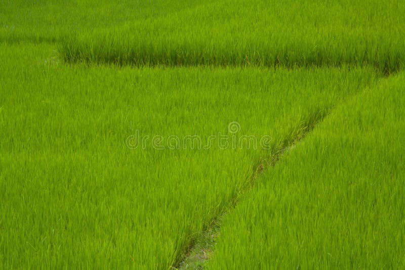 Rice paddy stock photo. Image of nature, asia, farmland - 27669686