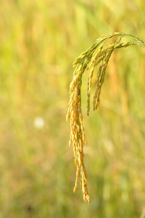 Rice paddy stock image. Image of farm, flower, farming - 29574525