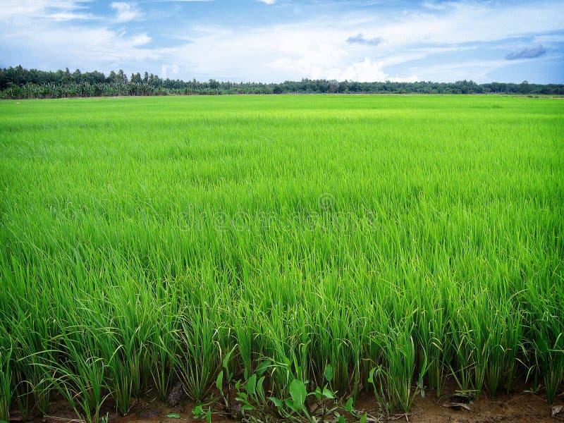 Rice Paddy stock image. Image of agriculture, horizontal - 395279