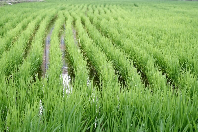 Rice Paddy stock image. Image of grow, granary, korean - 5730685
