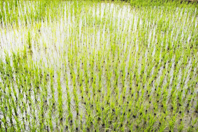 Rice Paddy stock photo. Image of natural, world, paddy - 5765028