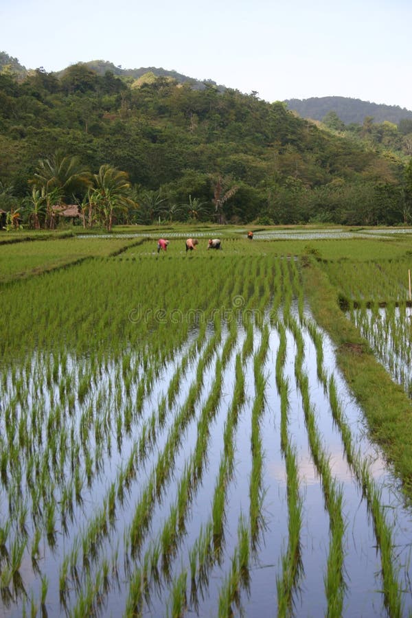 34+ Rice paddy crops Free Stock Photos - StockFreeImages