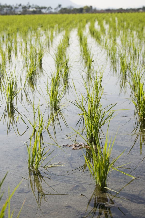 Rice Paddy stock image. Image of control, rice, clouds - 8082023