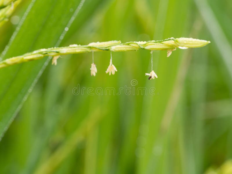 Rice in the Paddy stock image. Image of farmland, beautiful - 80962743