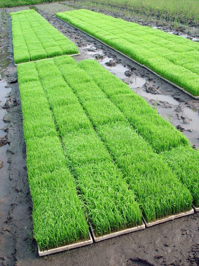 Rice Paddy stock image. Image of glue, lawn, plant, agriculture - 82409731