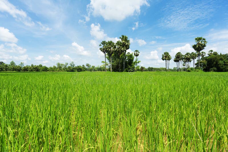 Rice Paddy stock photo. Image of nature, crop, plant - 34239724